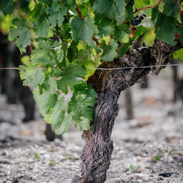 Gallery - Domaine de Chevalier | Grand Cru Classé de Graves